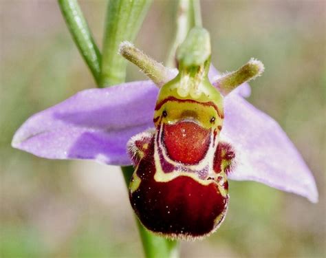 Bee Orchid Tree Guide Uk Bee Orchid Pollination