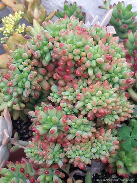 Sedum Pachyphyllum Cristatum World Of Succulents