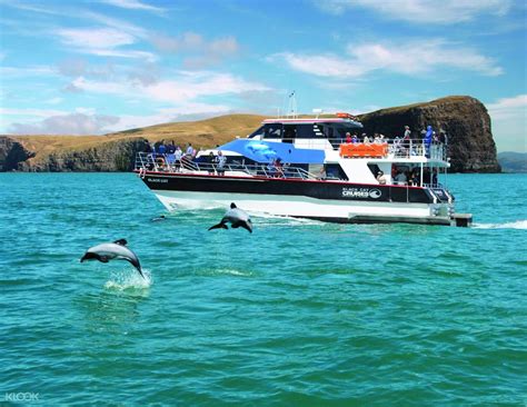 Akaroa Swimming With Dolphin Klook Us