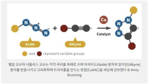 2022 노벨상 노벨 화학상 수상자 3인의 클릭 화학에 관한 연구 연재 Bio뉴스 동향 Bric