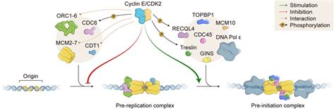 Frontiers Cyclin E Cdk2 Dna Replication Replication Stress And
