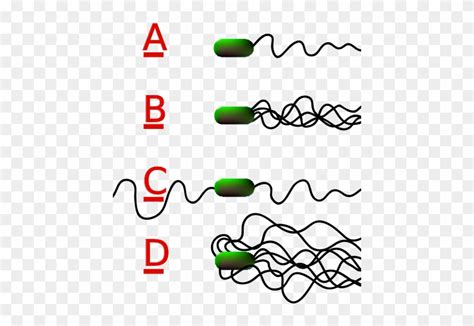 Examples Of Bacterial Flagella Arrangement Schemes Amphitrichous