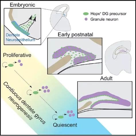 脑科学日报 Cell：骆立群院士揭示皮质和小脑是作为一个联合动力系统 知乎