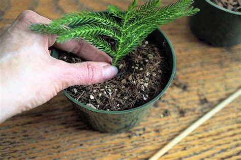 How To Propagate Norfolk Island Pine Gardeners Path