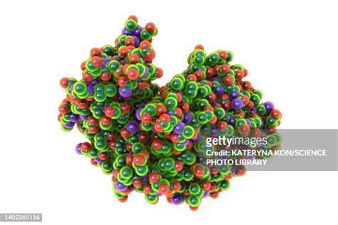 Pepsin Enzyme Stomach