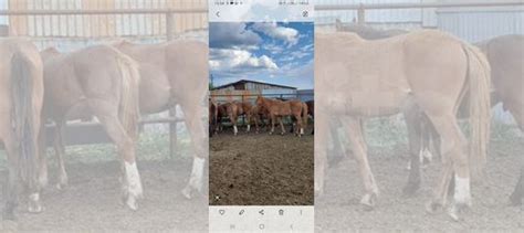 Лошади купить в Шыгырдане Животные и зоотовары Авито