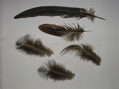なに鳥の羽根？？？ ≪自然と仲良し≫