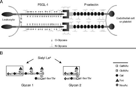Figure 1 From Structure And Function Of The Selectin Ligand Psgl 1