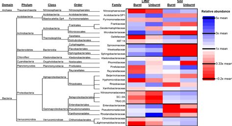 Phylogenetic Tree And Heatmap Of Influential Families The Phylogenetic Download Scientific