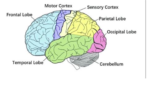 Neurophysiology Ii Flashcards Quizlet