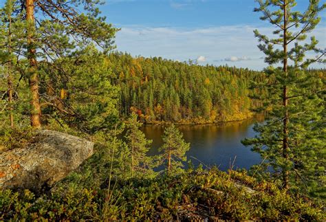 Карельская ель - фото и картинки: 58 штук