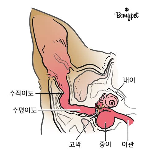강아지 귀 염증 원인 증상 및 관리 방법 비마이펫 라이프