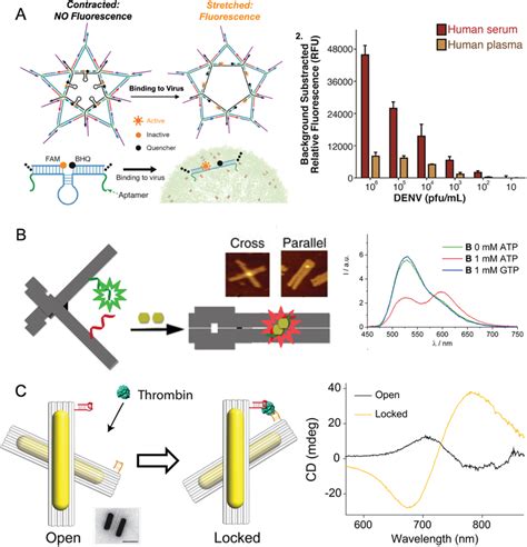 Reconfigurable Aptamer‐mediated 2d And 3d Dna Nanostructures For
