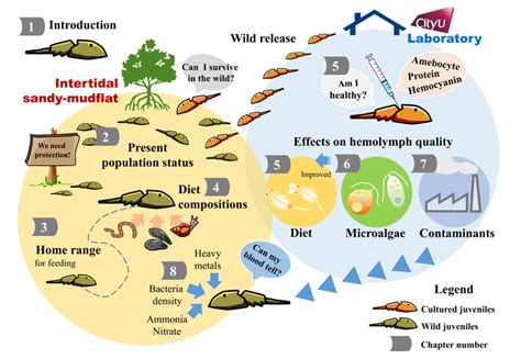 7 a conceptual framework illustrating the key contents and