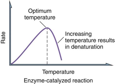 Effects Of Ph And Temperature On Enzyme Activity Flashcards Quizlet