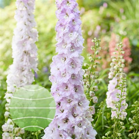 Delphinium Turkish Delight Proctors Nursery