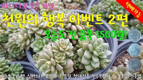 하니다육 천원의 행복 이벤트 2편 다육 다육이 다육판매 천원다육 용월 천대전송 오팔리나 루돌프 하월시아 Youtube