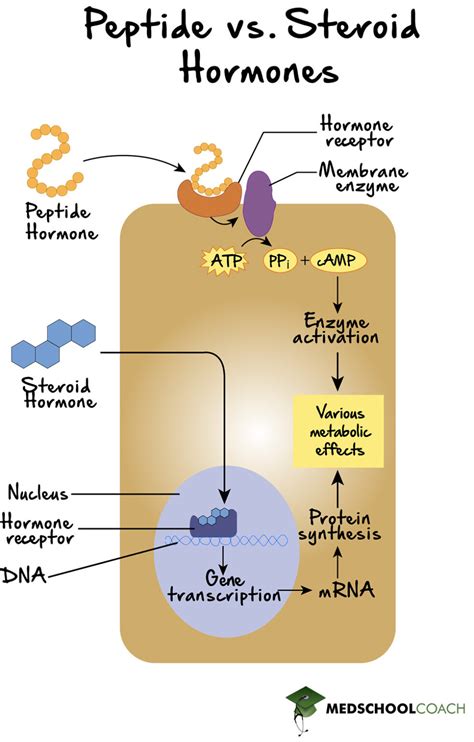 Types Of Hormones Mcat Biology Medschoolcoach