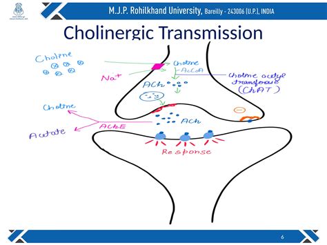 Cholinergic Transmission And Receptors Pptx