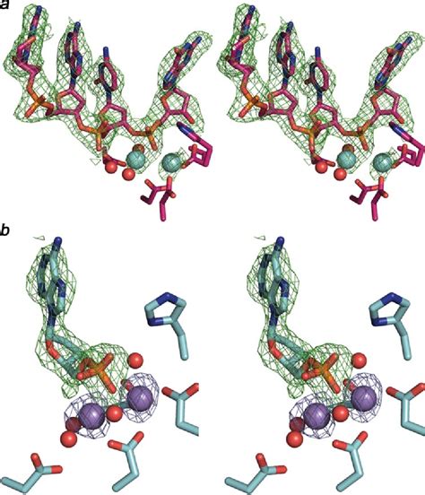 Figure 2 From The Crystal Structure Of Trex1 Explains The 3′ Nucleotide Specificity And Reveals