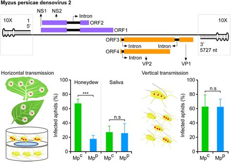 Insect Science Vol 31 No 1