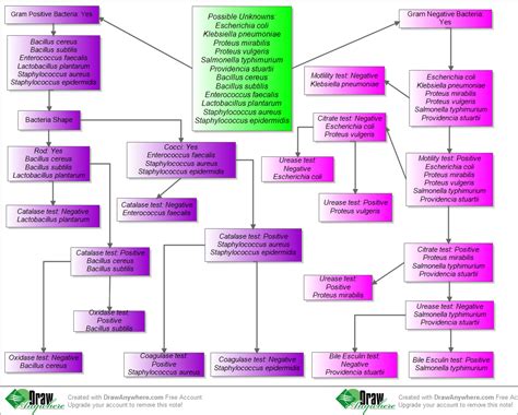 Bacteria Identification Flow Chart Unknown Microorganisms Create Flow Chart Online