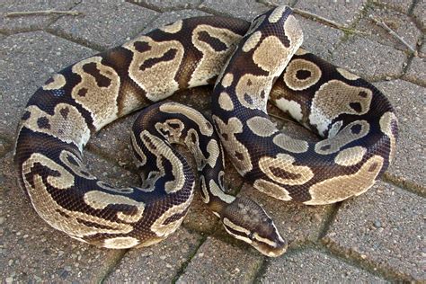 Disco Ball Python Traits Morphpedia