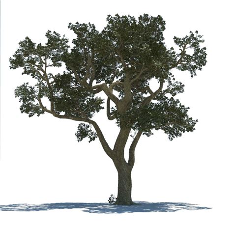 Tree Free 3d Models Download Free3d