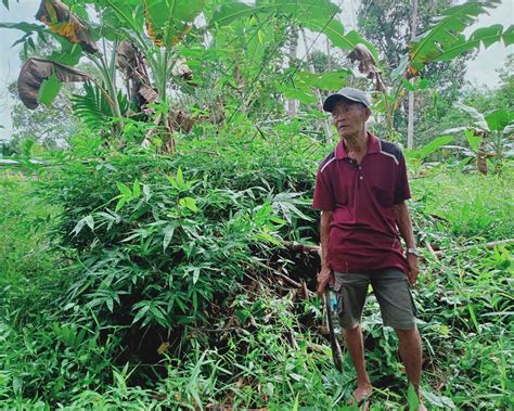 the mentawai dream of generating electricity from bamboo failed