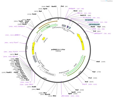 Addgene Pcdna31 Pur