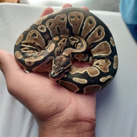 Any Idea What Morph My Girl Is Rballpythonmorph