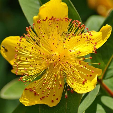 Plants Of Aaron´s Beard Hypericum Calycinum The Original Garden