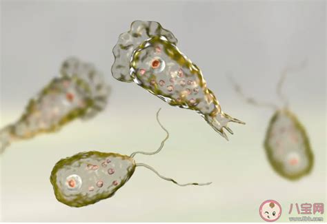 食脑虫 随意云