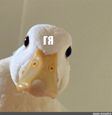 Создать мем гусь уточка морда утки Картинки Meme