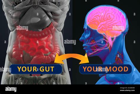 Gut Brain Connection Or Gut Brain Axis Concept Art Showing A