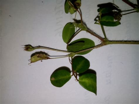 Desmodium Heterophyllum Eflora Of India