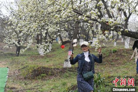 长春莲花山百年梨园鲜花绽放 6