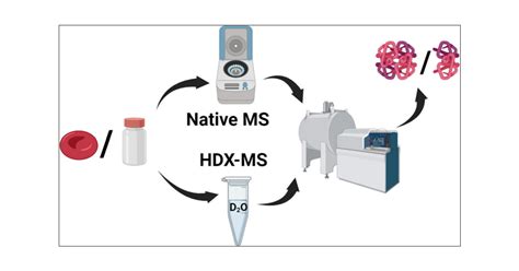 Probing High Order Protein Complexes Using Native Mass Spectrometry And Hydrogen Deuterium