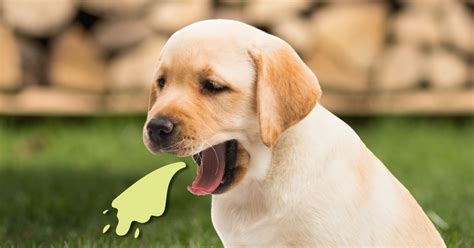 Dog Vomiting Causes Symptoms And Treatment Guide — Vital Pet Life
