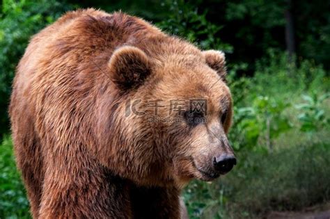 堪察加棕熊 Ursus Arctos Beringianus。高清摄影大图 千库网