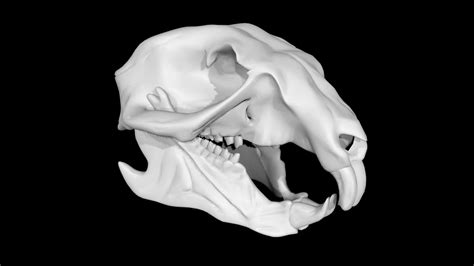 Squirrel Skull 3d Model Low Poly Ar 3d Model Team 3d Yard