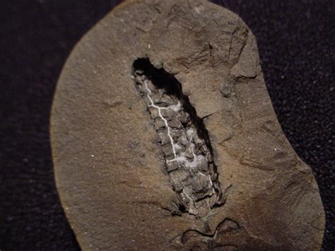 Pennsylvanian Siderite Nodule Sphenophyllum W Spores Fossil Id The Fossil Forum