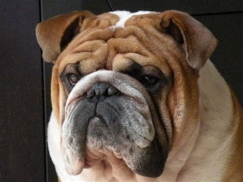 Английский бульдог фотографии бульдогов