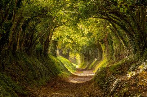 Halnaker Tree Tunnel In West Sussex UK With Sunlight Shining In This