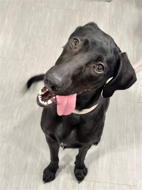 Do You Think My Lab Looks Like A Lab R Labrador