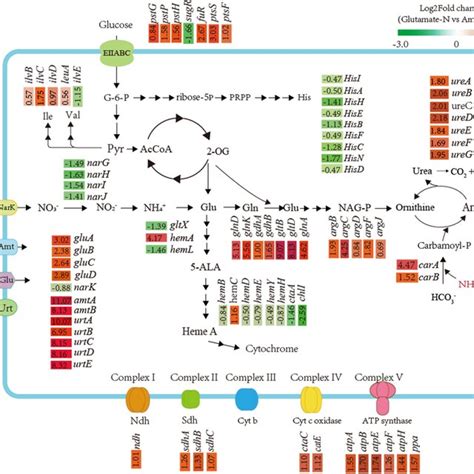 Pdf Transcriptomic And Enzymatic Analysis Reveals The Roles Of