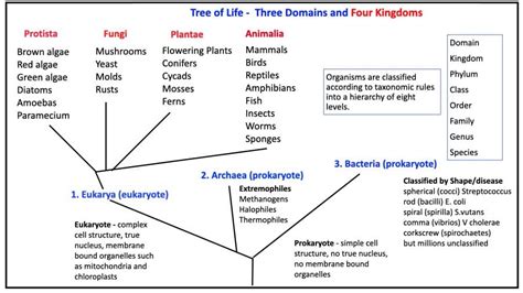 How To Draw A Morphological Tree Diagram