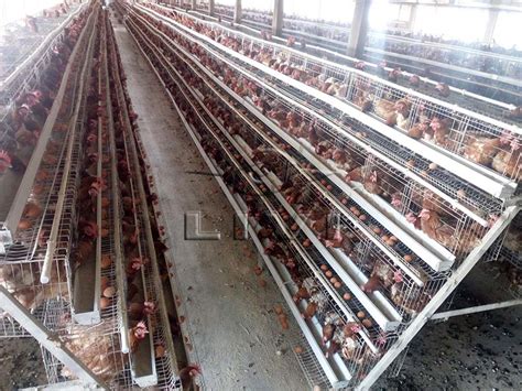 20000 Birds Battery Cage System In Ghana Poultry Farm Poultry