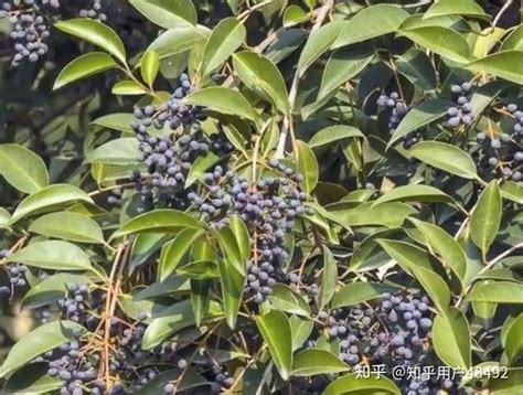 乡村野生中草药 知乎