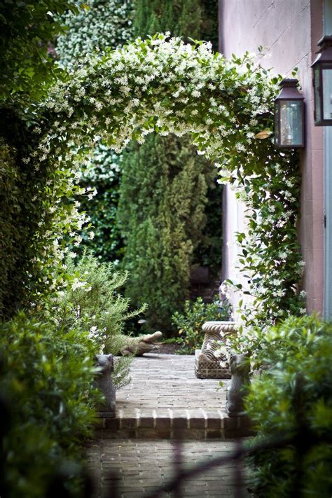 Star Jasmine Garden Arbor Garden Vines Backyard Garden Garden Trellis Lattice Garden Cacti